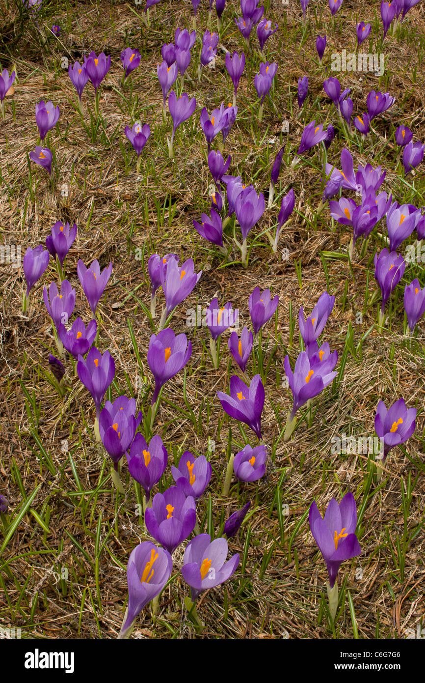 masses of a wild crocus, Crocus veluchensis in the Rila mountains ...