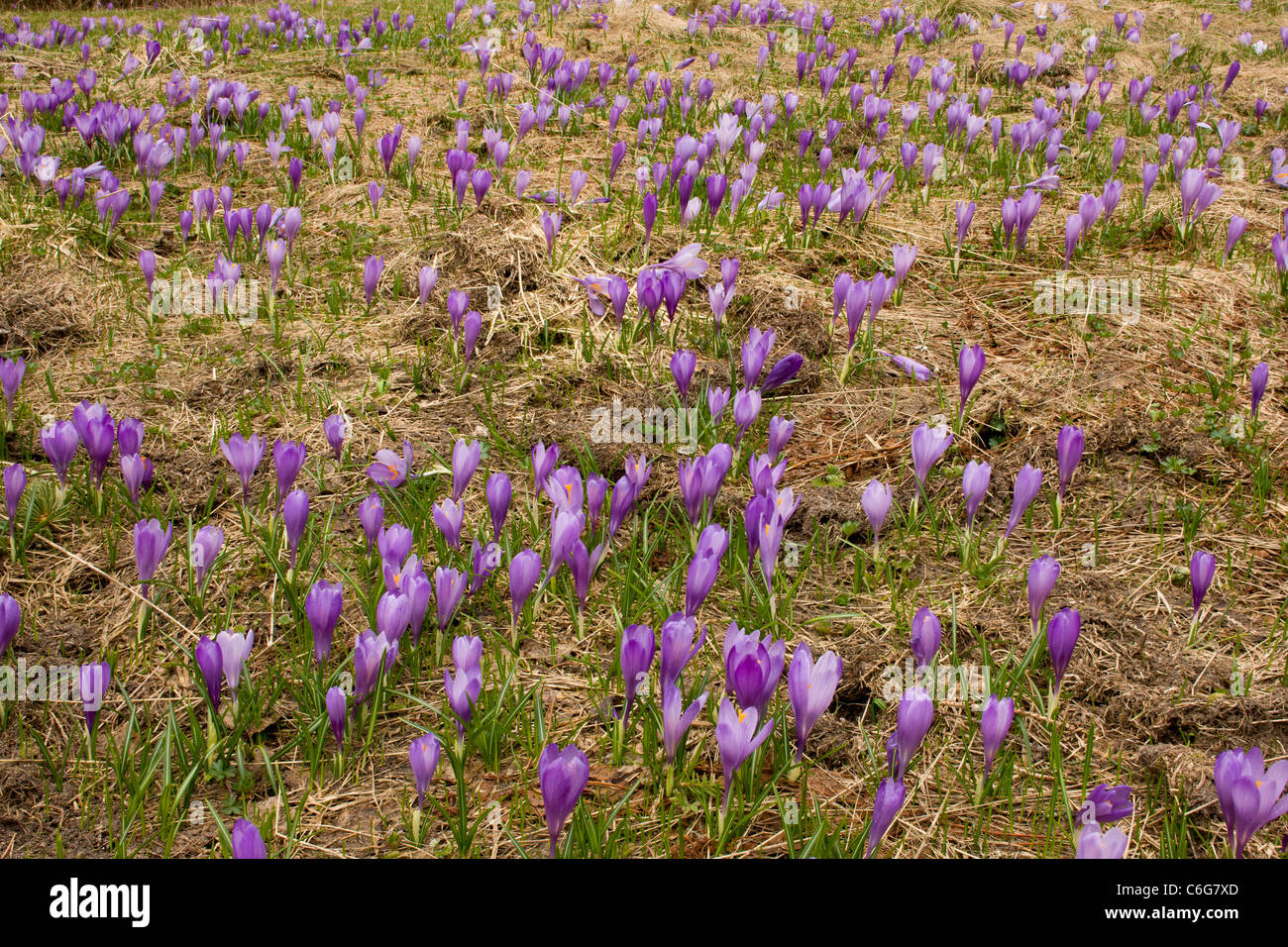 masses of a wild crocuses, Crocus veluchensis in the Rila mountains ...