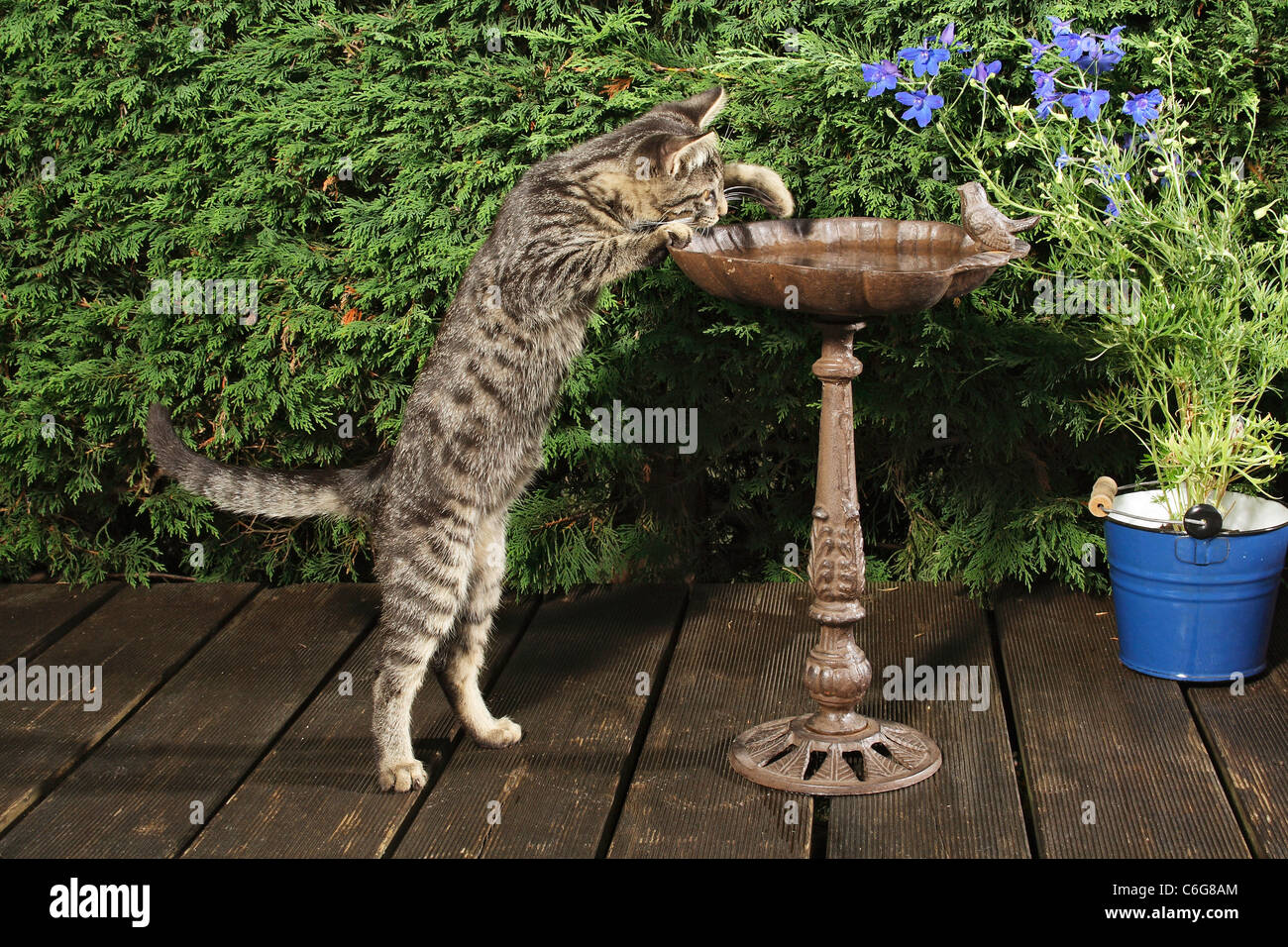 domestic cat at birdbath Stock Photo - Alamy