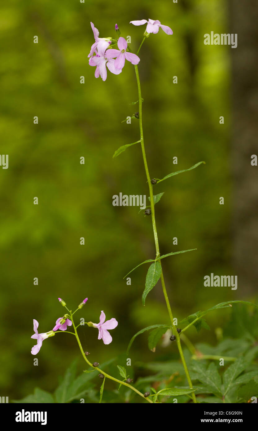 Coralroot or Coral-root Bittercress, Cardamine bulbifera = Dentaria in ...