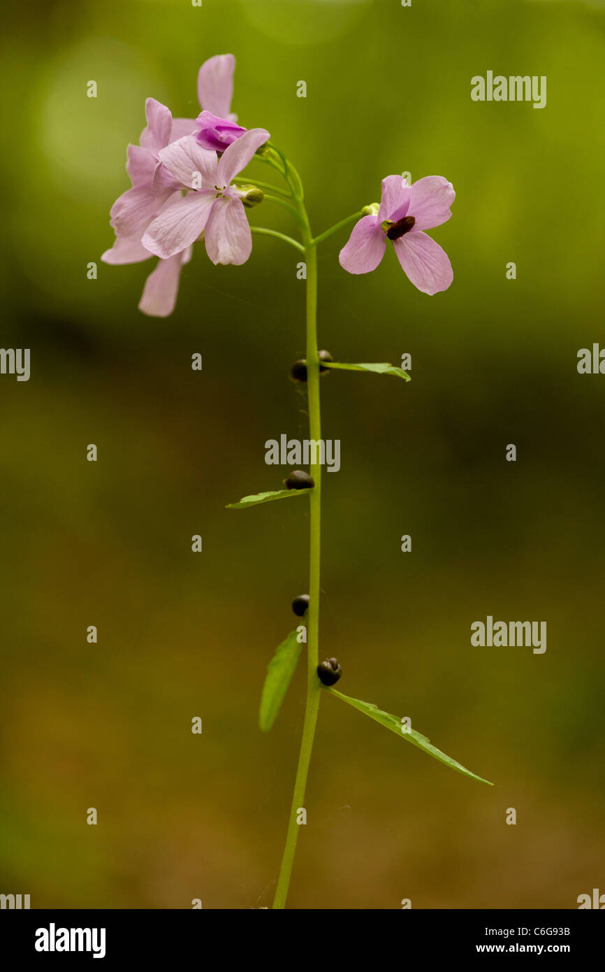 Coralroot or Coral-root Bittercress, Cardamine bulbifera = Dentaria in ...