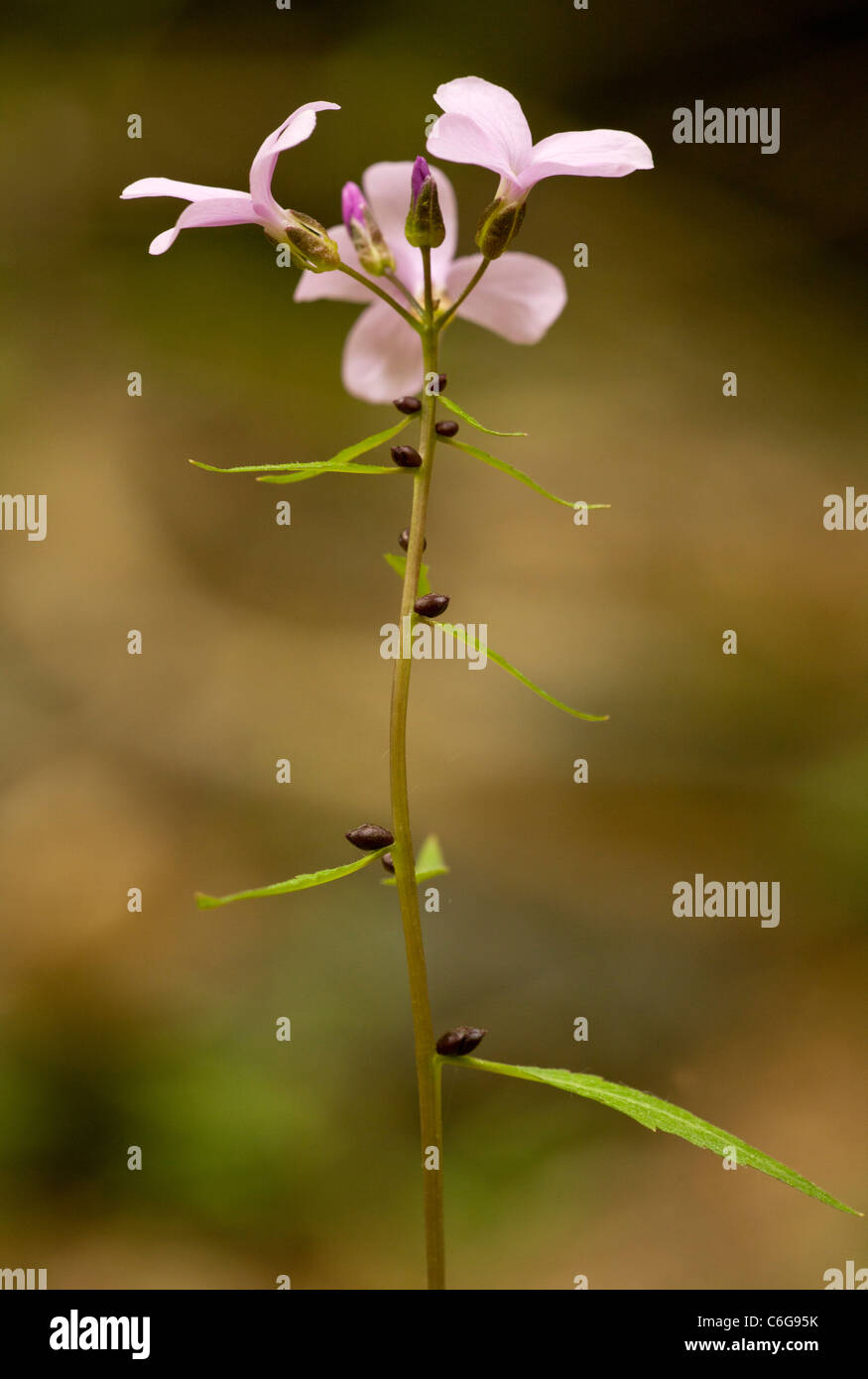 Coralroot or Coral-root Bittercress, Cardamine bulbifera = Dentaria in ...