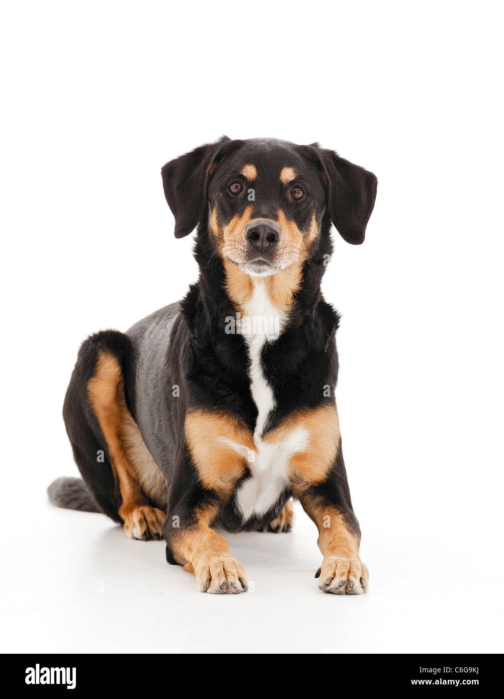 half breed dog - lying - cut out Stock Photo - Alamy