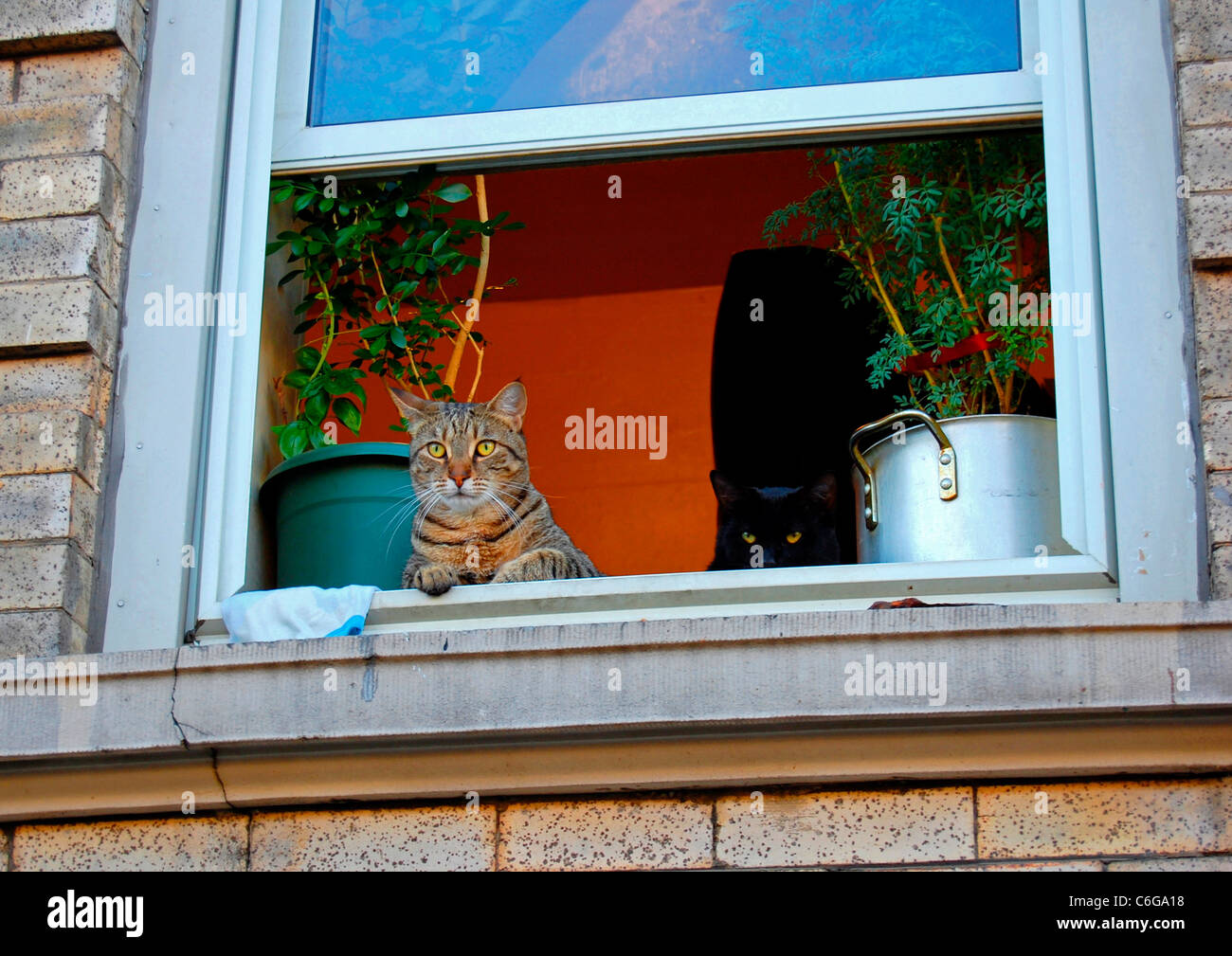 Tiger cat in window with plants Stock Photo - Alamy