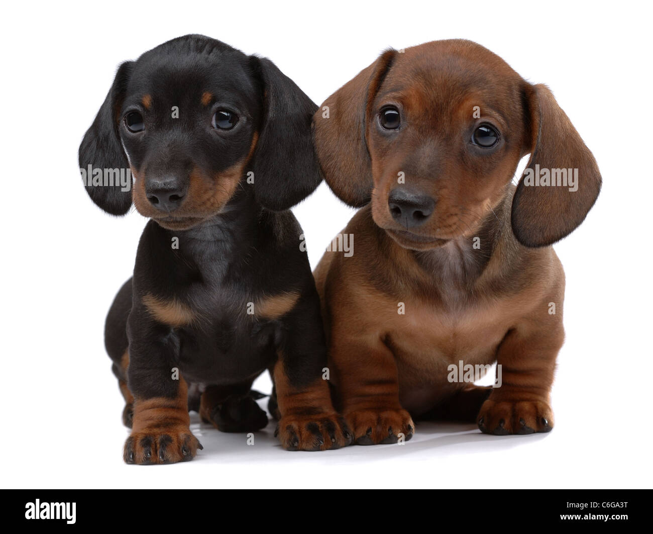 Brown Dachshunds Stock Photos & Brown Dachshunds Stock Images - Alamy