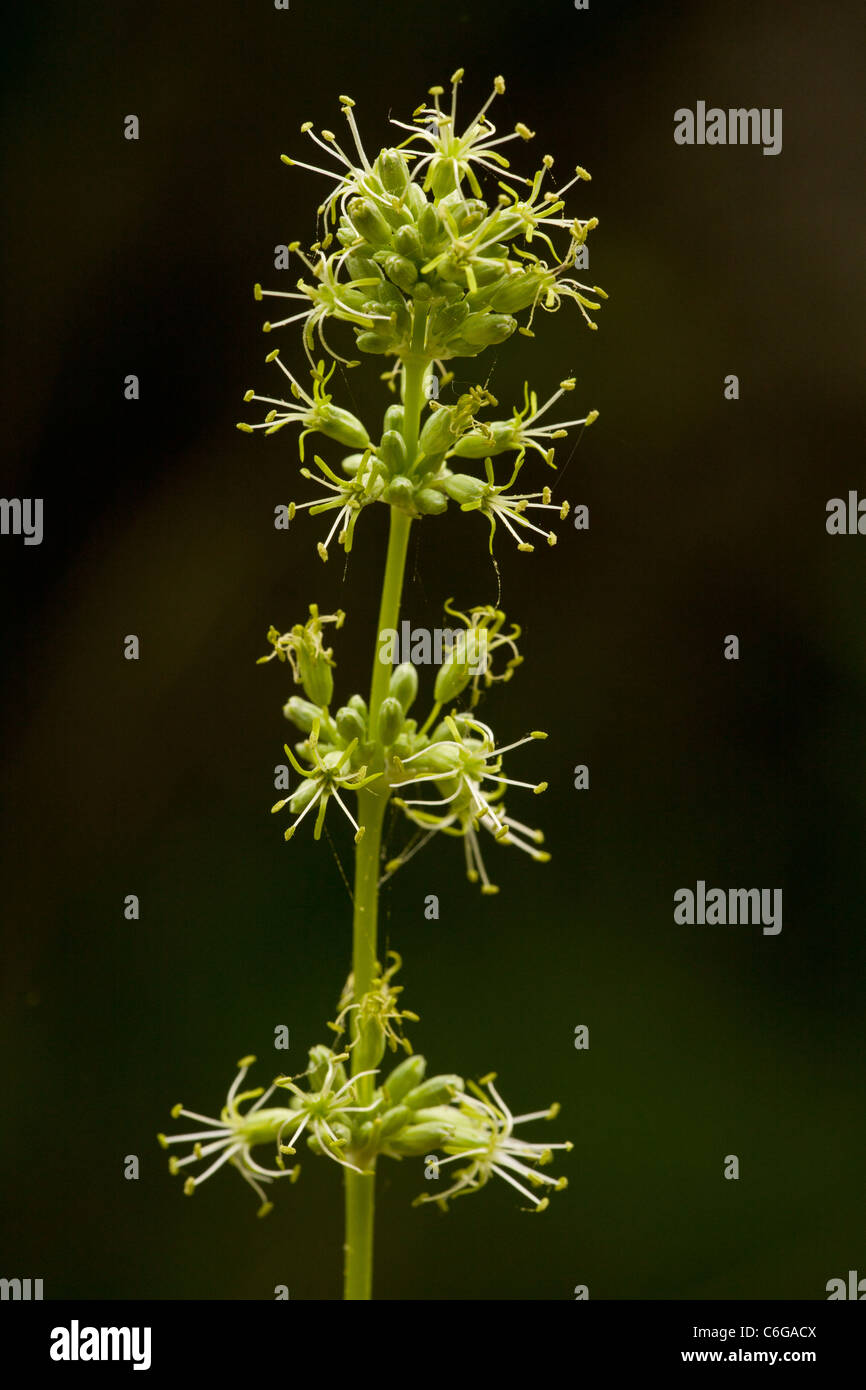 Stark flower hi-res stock photography and images - Alamy