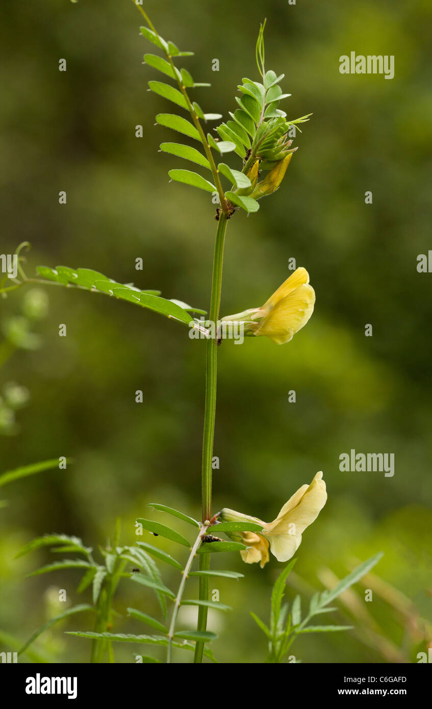 Vicia lutea rarity rare hi-res stock photography and images - Alamy
