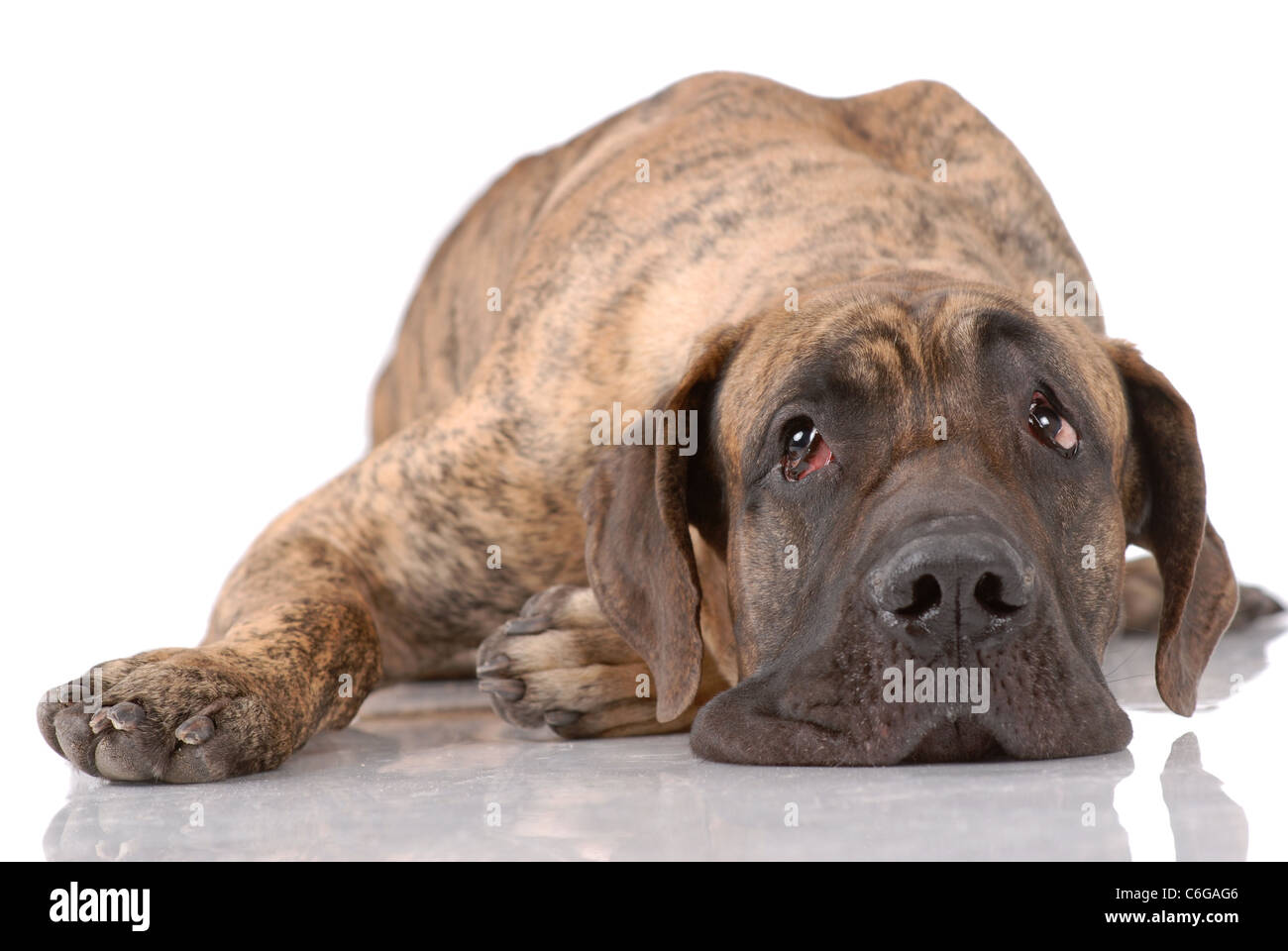 German dogge isolated hi-res stock photography and images - Alamy
