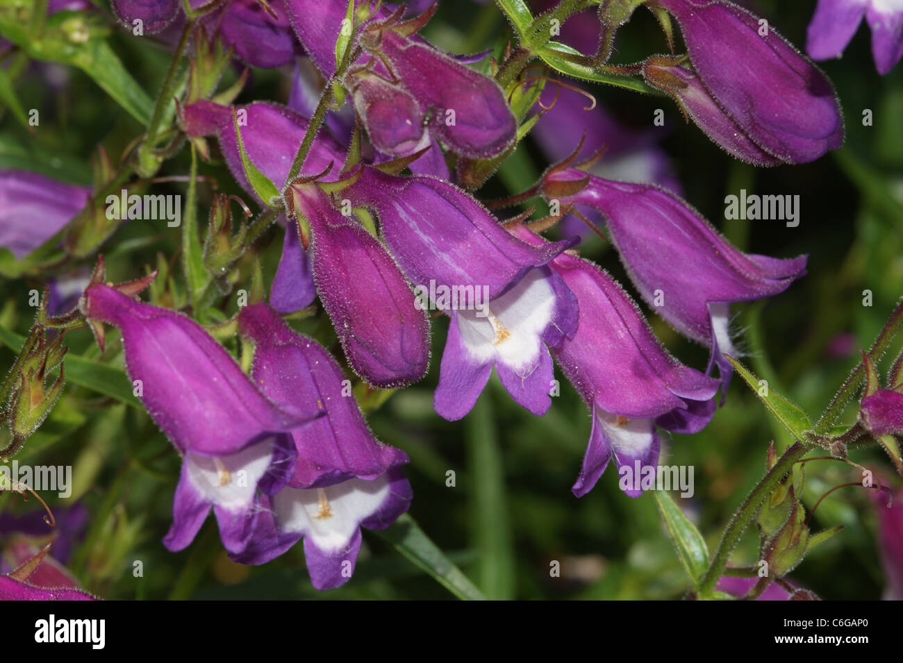 Penstemon hybrid hi-res stock photography and images - Alamy