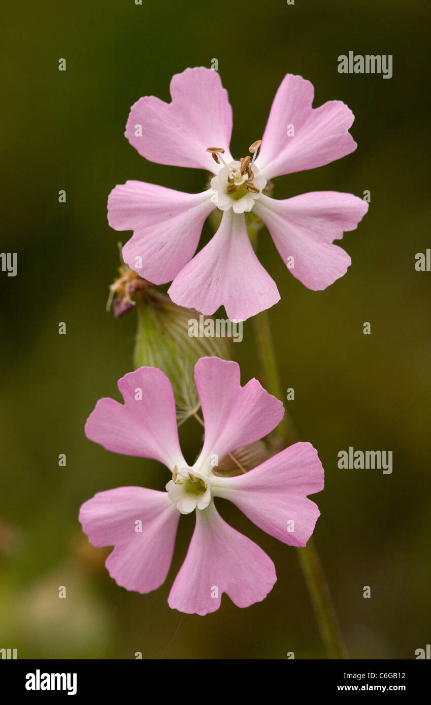 Silene conica ssp. subconica var. grisebachii, Bulgaria Stock Photo - Alamy