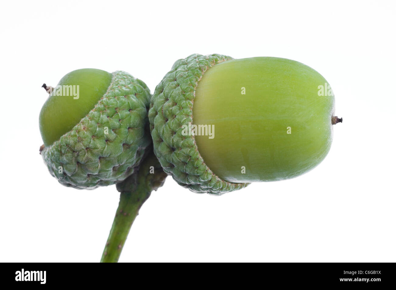 Close up Image Of Two Acorns on a White Background Stock Photo - Alamy