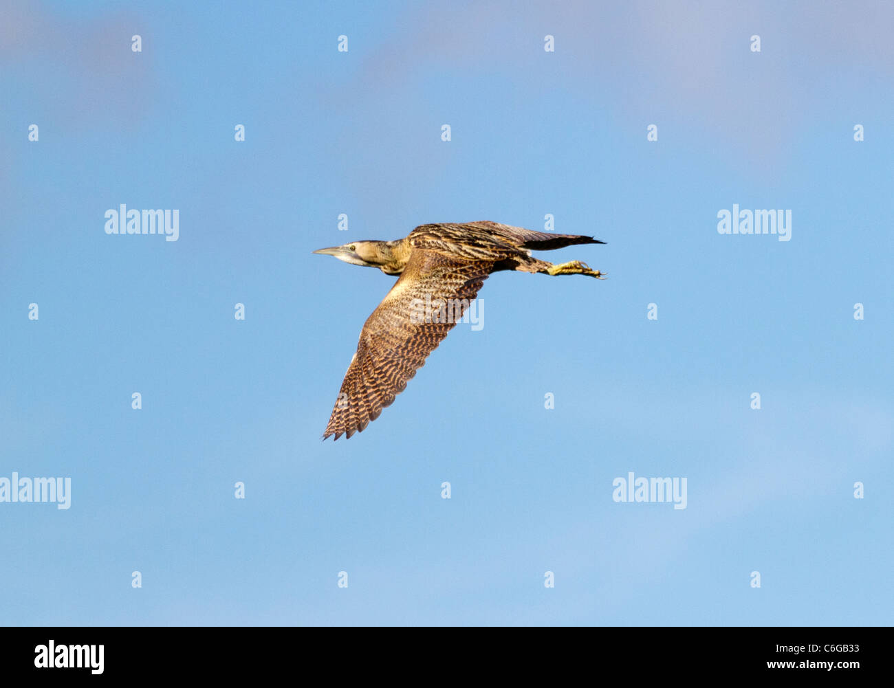 Bittern in Flight Stock Photo - Alamy