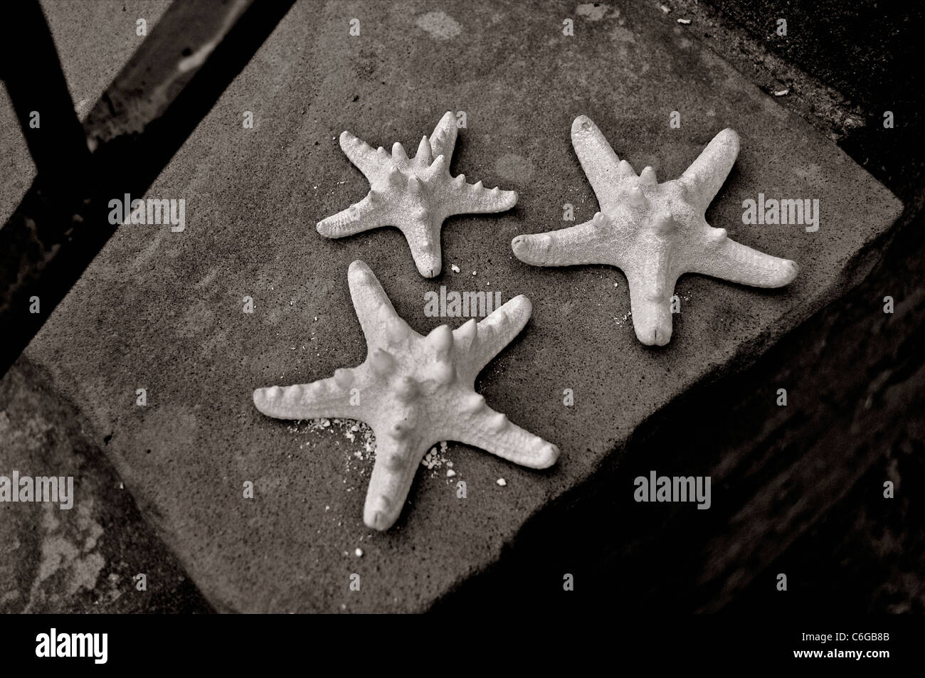 3 white Starfish Stock Photo - Alamy