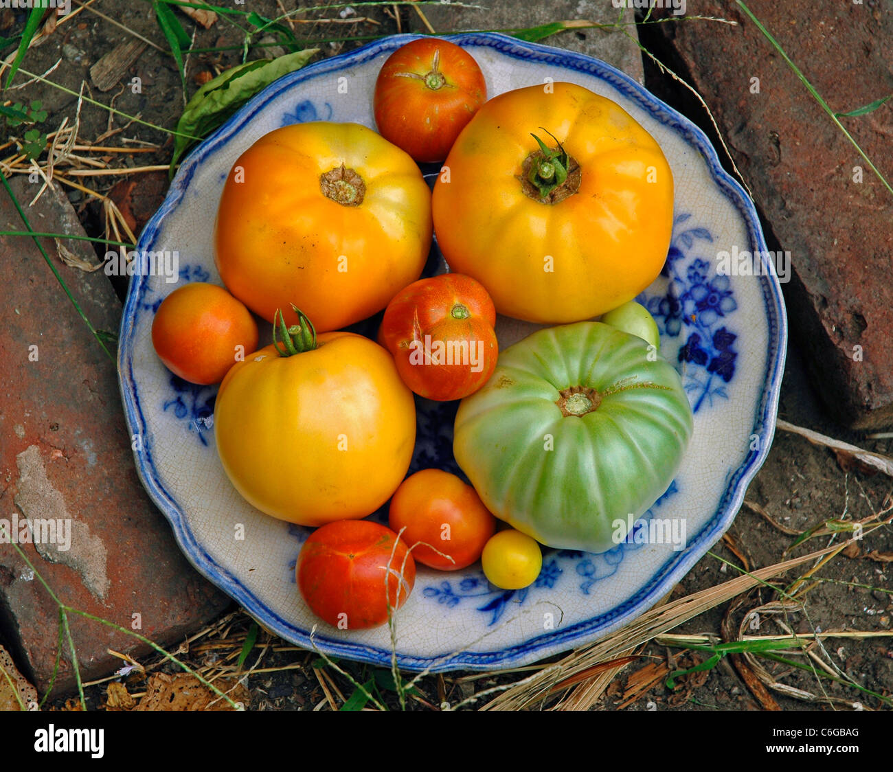 Heirloom / Hybrid Tomatoes on flow blue antique plate Stock Photo - Alamy