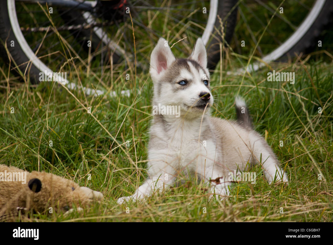 siberian husky puppy Stock Photo - Alamy