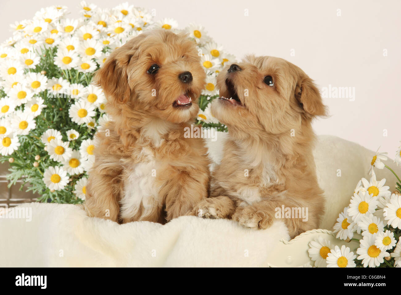 Havanese dog - two puppies - sitting Stock Photo - Alamy