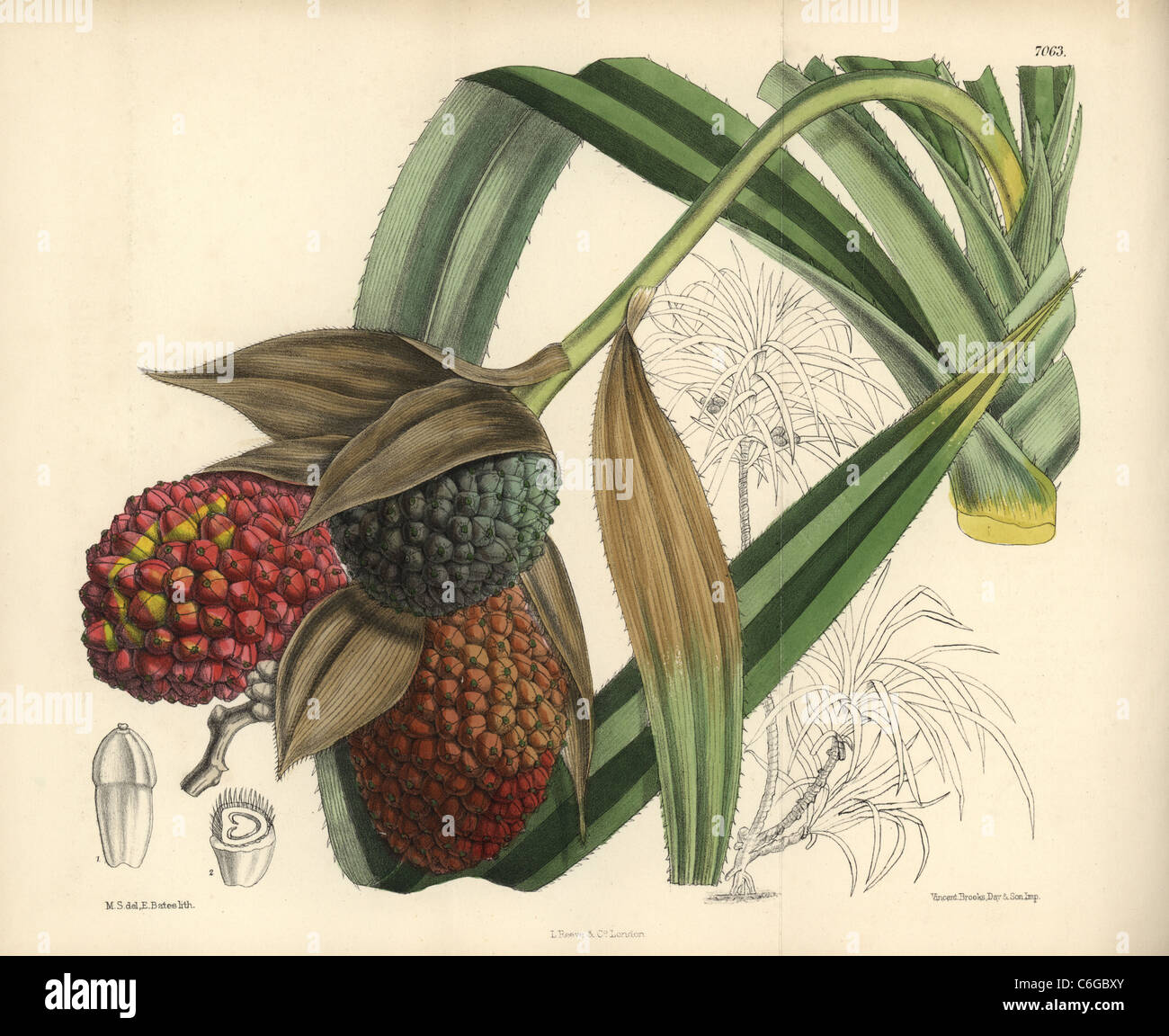 Labyrinthicus High Resolution Stock Photography and Images - Alamy