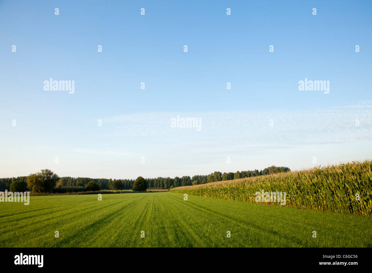 Corn cornfield hi-res stock photography and images - Alamy