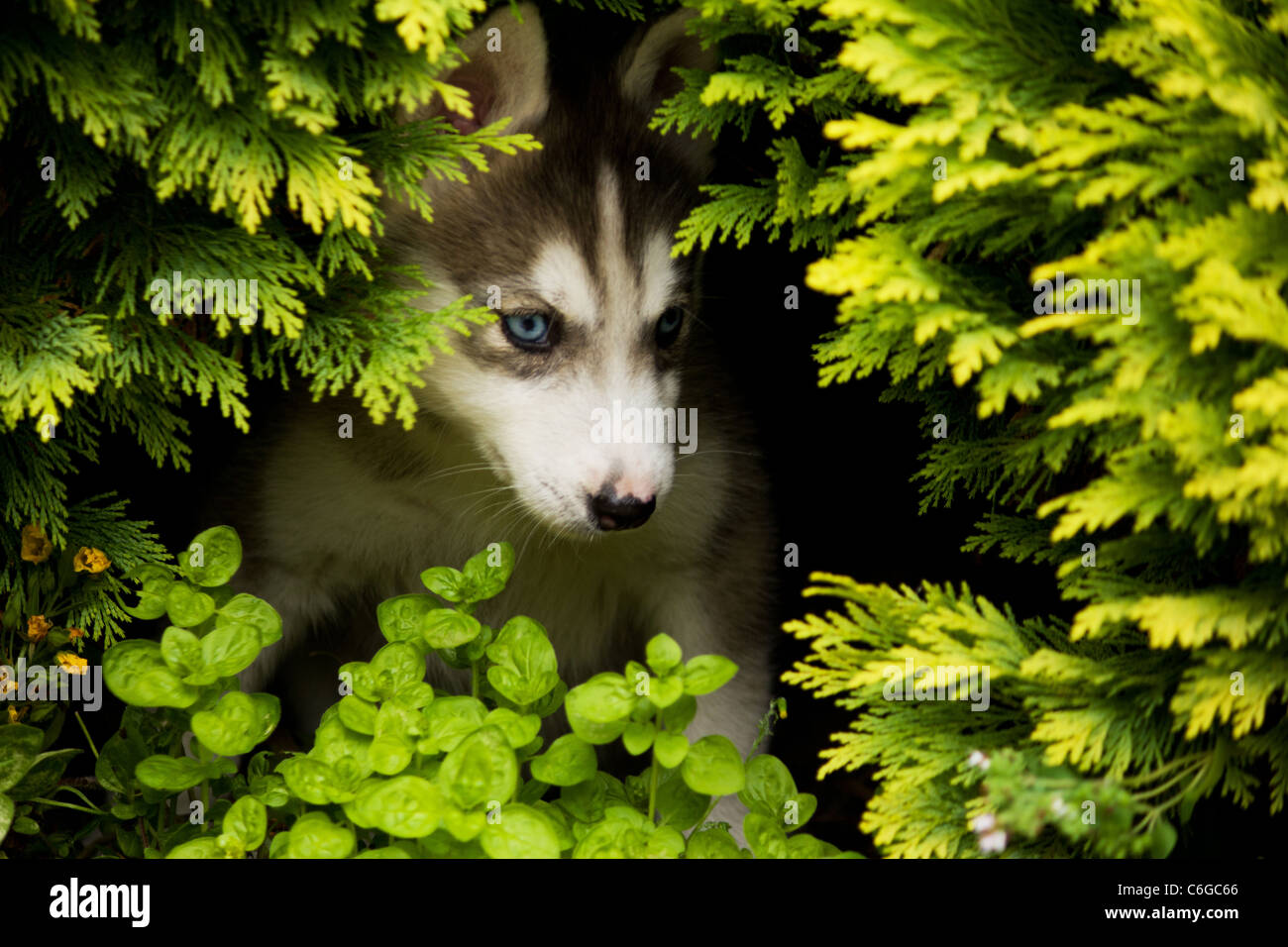 siberian husky puppy hiding in the bushesblue eyed Stock Photo - Alamy