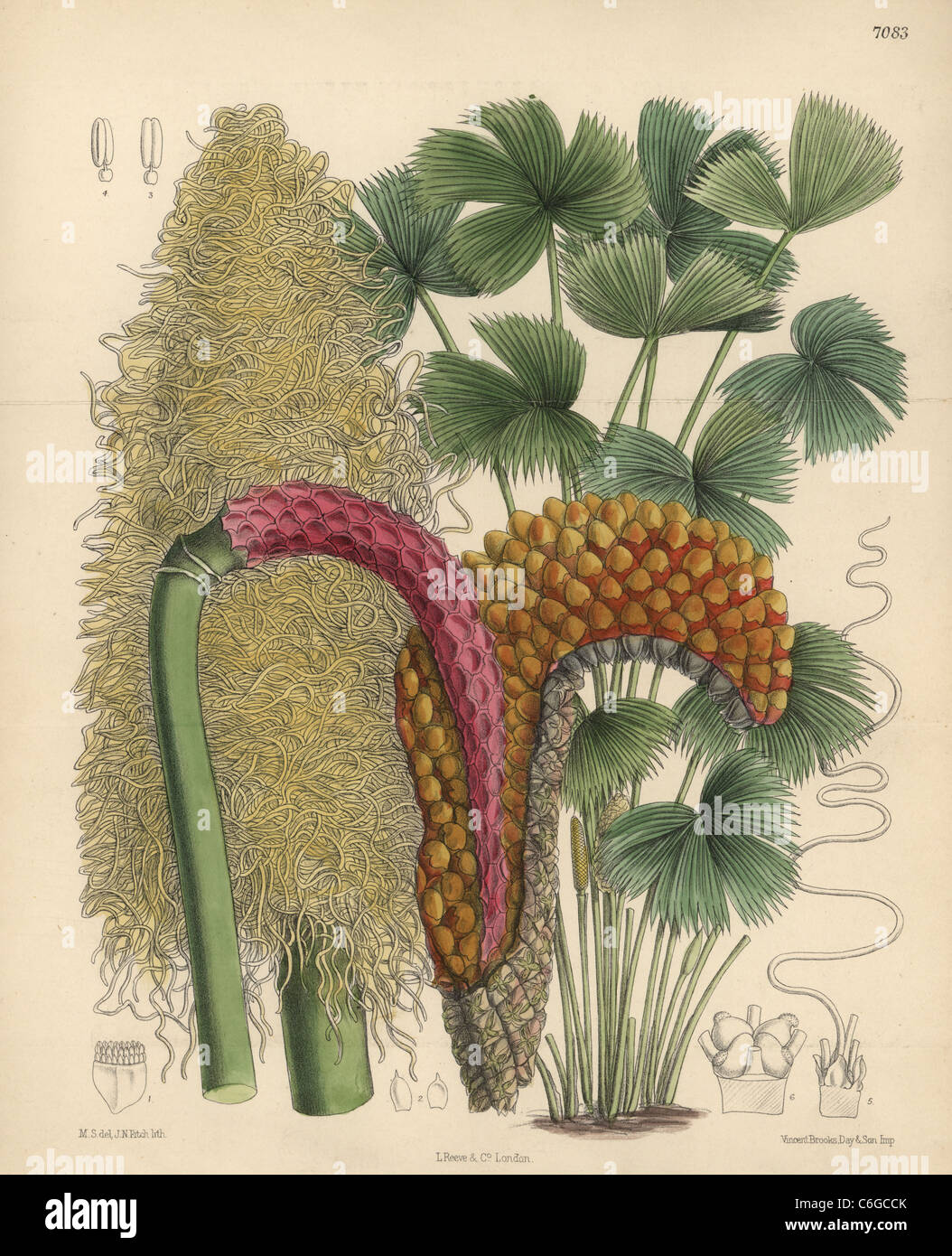 Carludovica rotundifolia, palm native to Costa Rica Stock Photo - Alamy