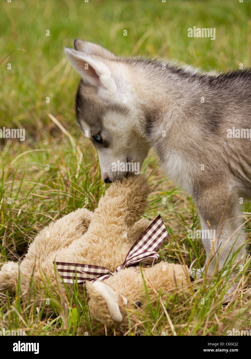 Husky playing hi-res stock photography and images - Alamy