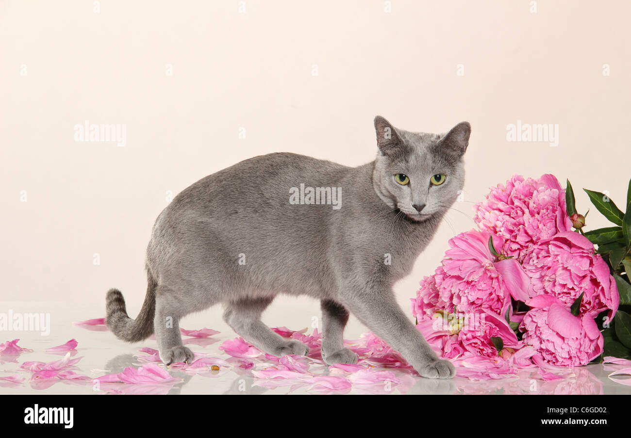 Russian Blue cat - standing next to front of flowers Stock Photo - Alamy