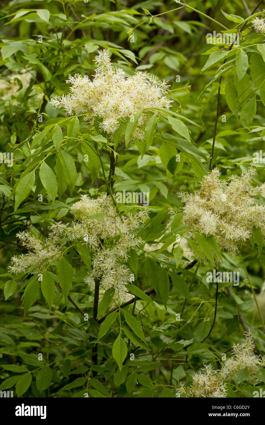 Manna ash (fraxinus ornus) hi-res stock photography and images - Alamy