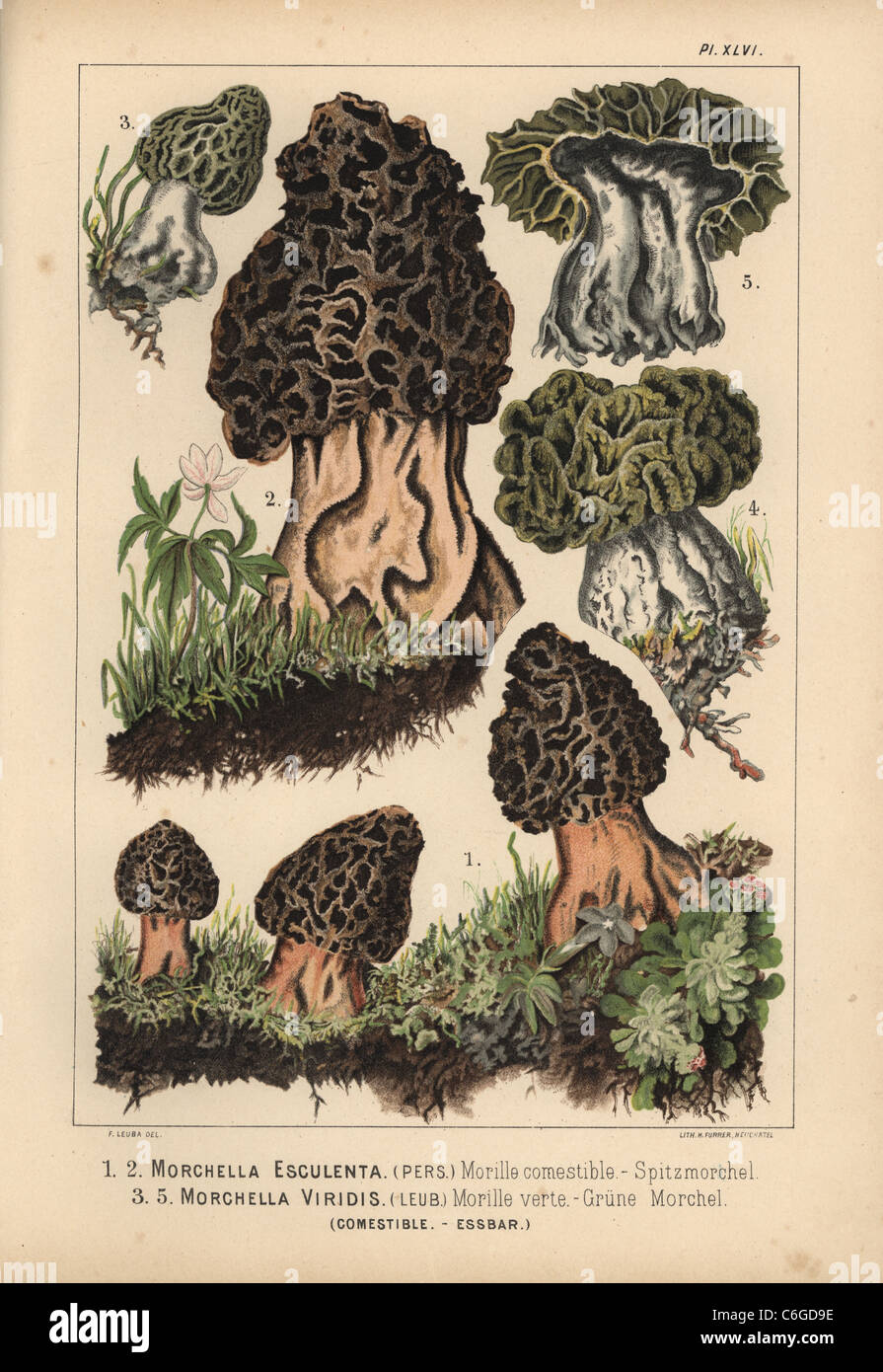 Yellow morel, Morchella esculenta, and green morel, Morchella viridis ...