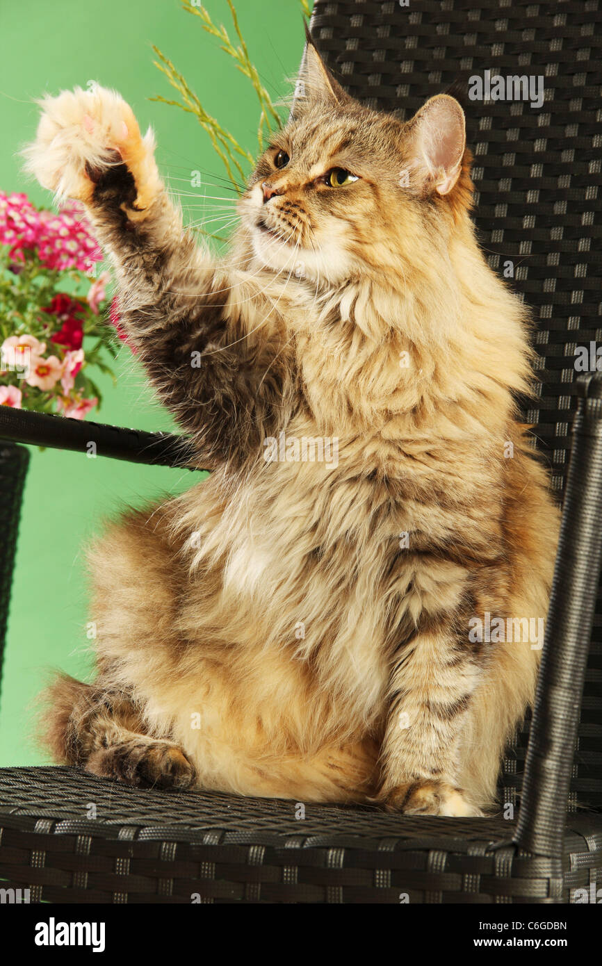 Maine Coon cat - sitting on chair Stock Photo - Alamy