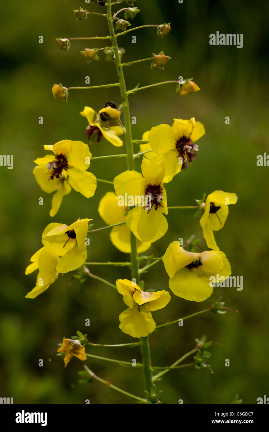 Moth Mullein, Verbascum blattaria in flower; naturalised in UK Stock ...