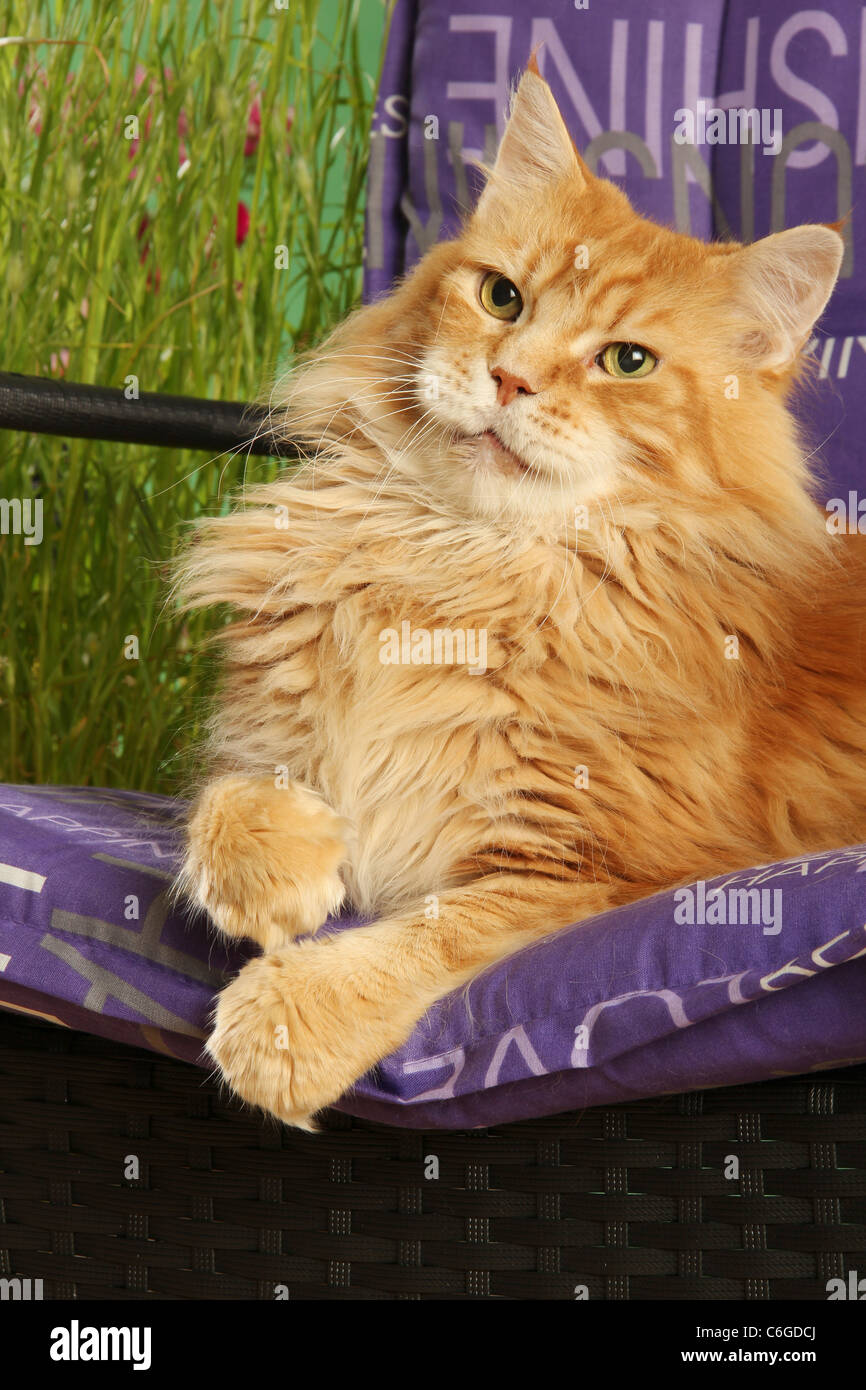 Maine Coon cat - lying on chair Stock Photo - Alamy