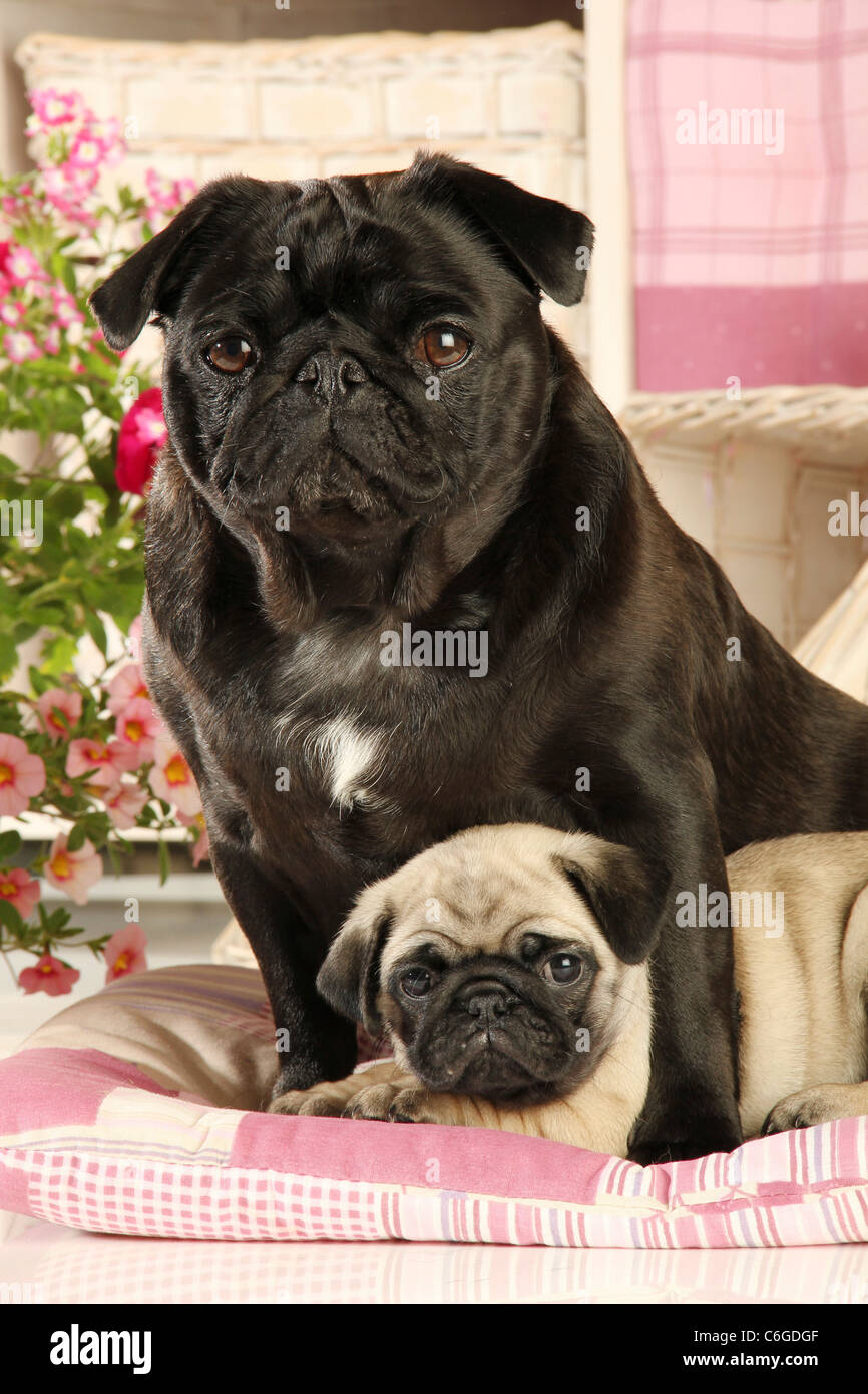 Pug and puppy Stock Photo - Alamy