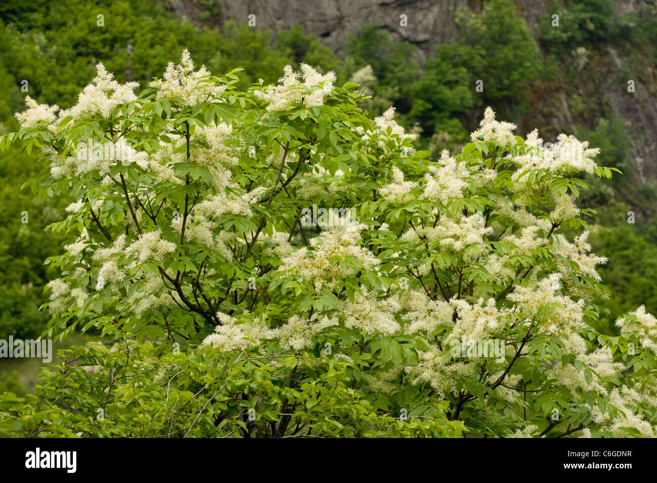 Manna flowering ash tree hi-res stock photography and images - Alamy