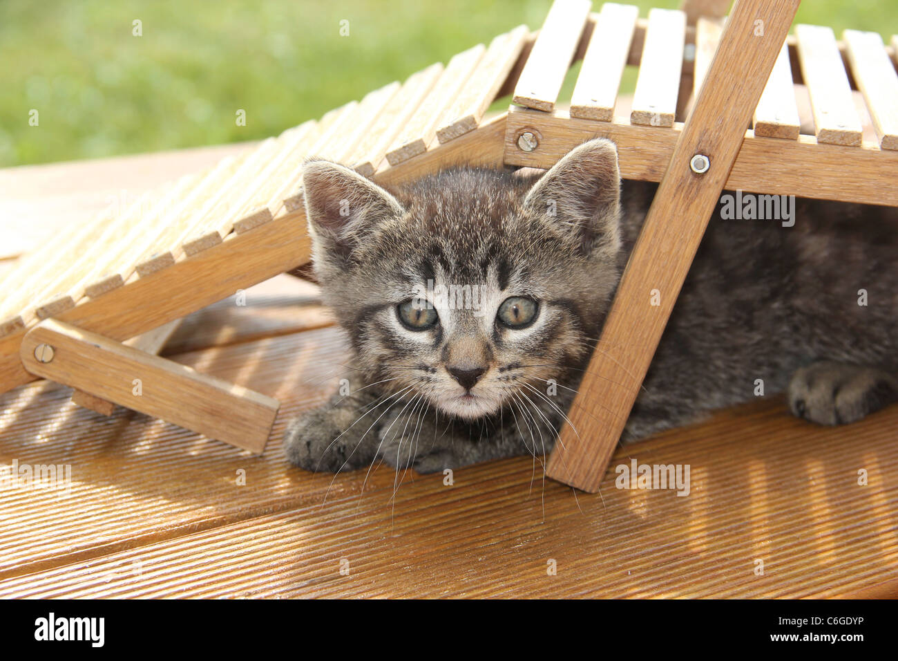 Cat under chair hi-res stock photography and images - Alamy