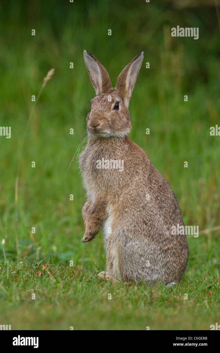 European Rabbit (Oryctolagus cuniculus) sitting-up, Suffolk, UK Stock ...