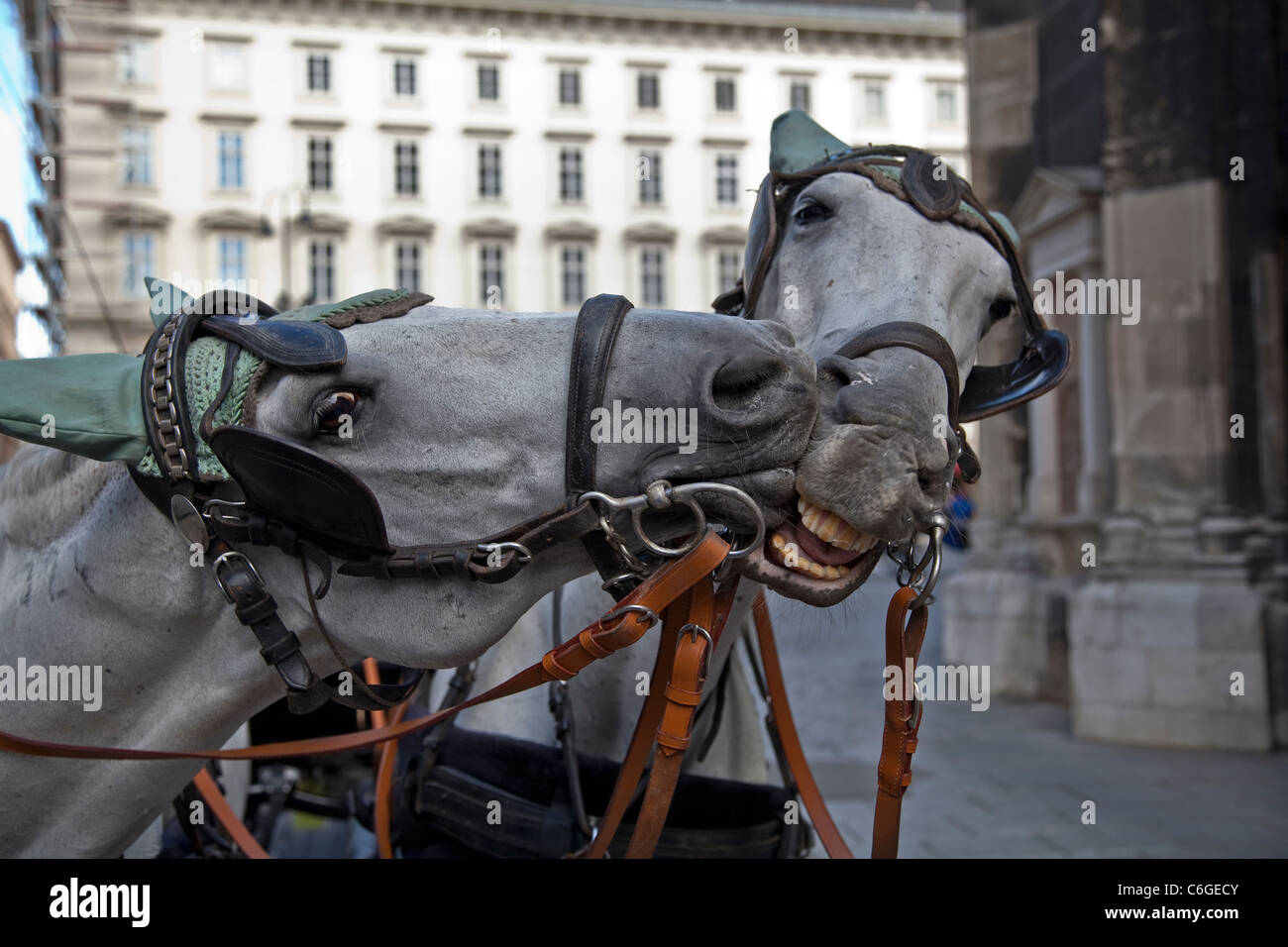 Horse architecture hi-res stock photography and images - Alamy