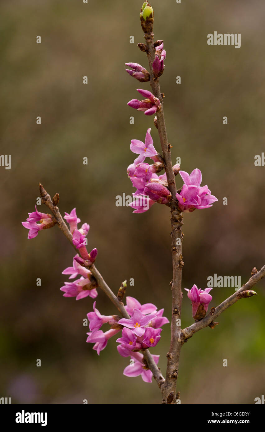 Mezereon, Daphne mezereum in flower, early spring. Rare in UK Stock ...