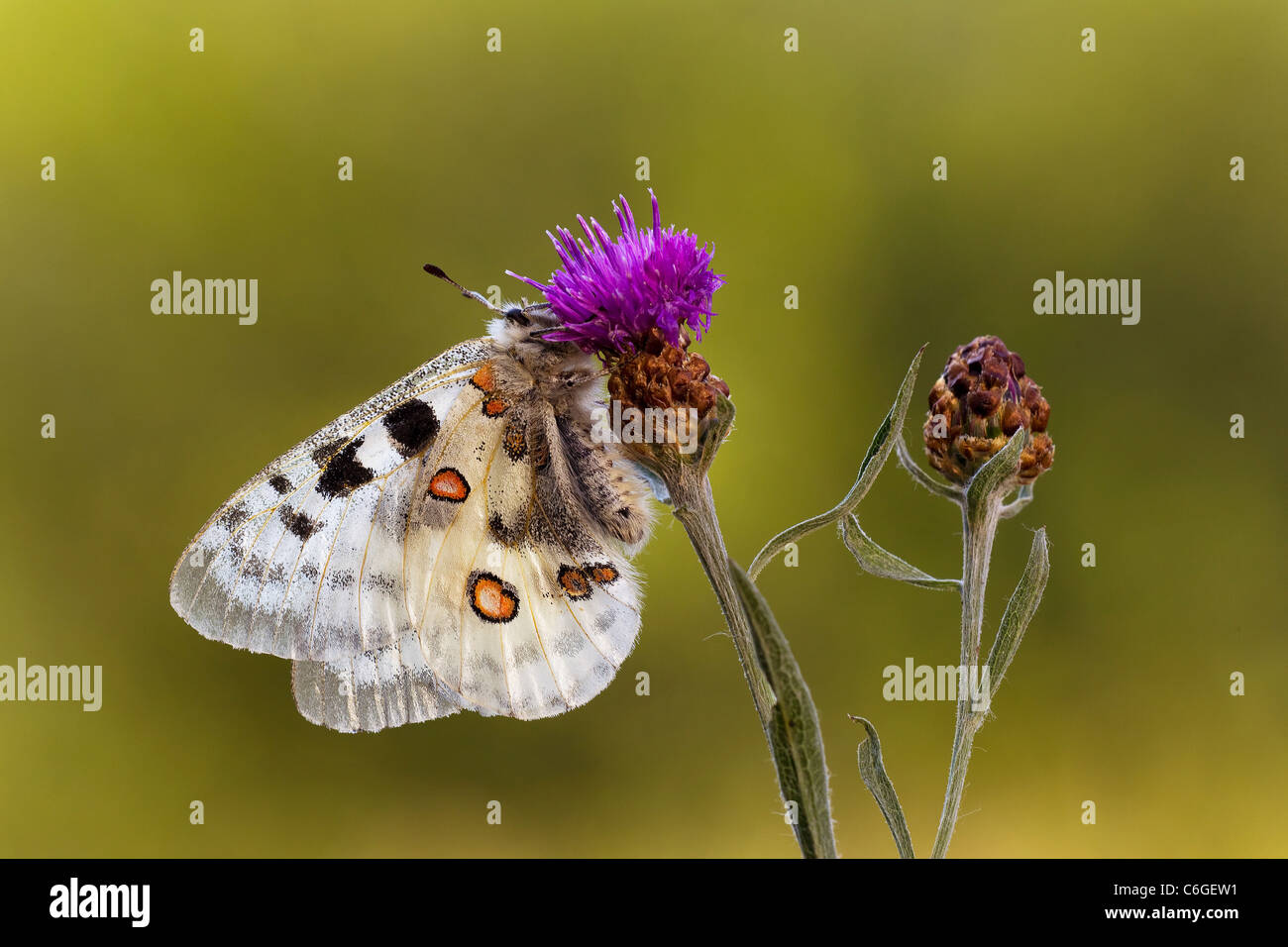 Parnassius apollo vinningensis hi-res stock photography and images - Alamy