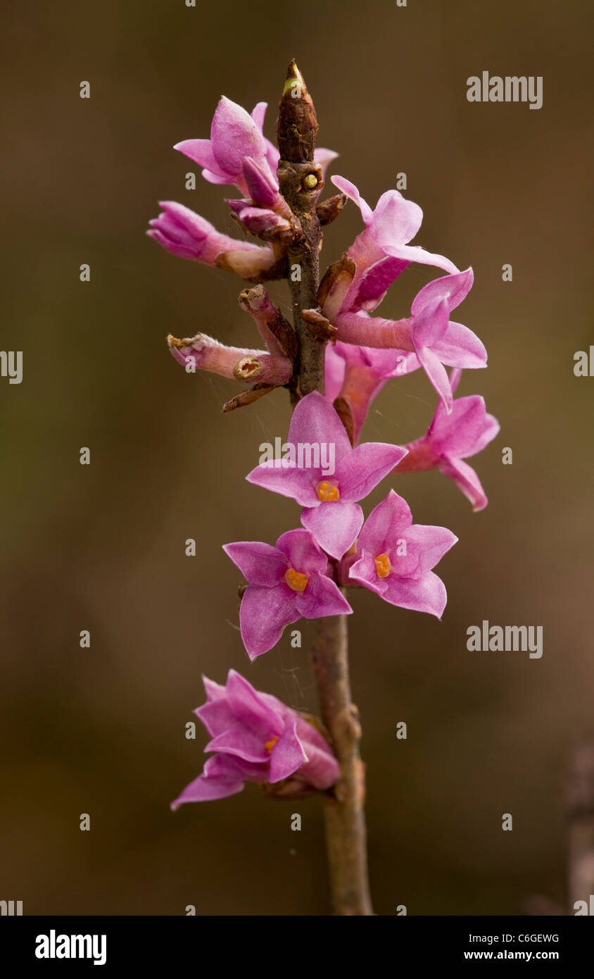 Daphne flower hi-res stock photography and images - Alamy