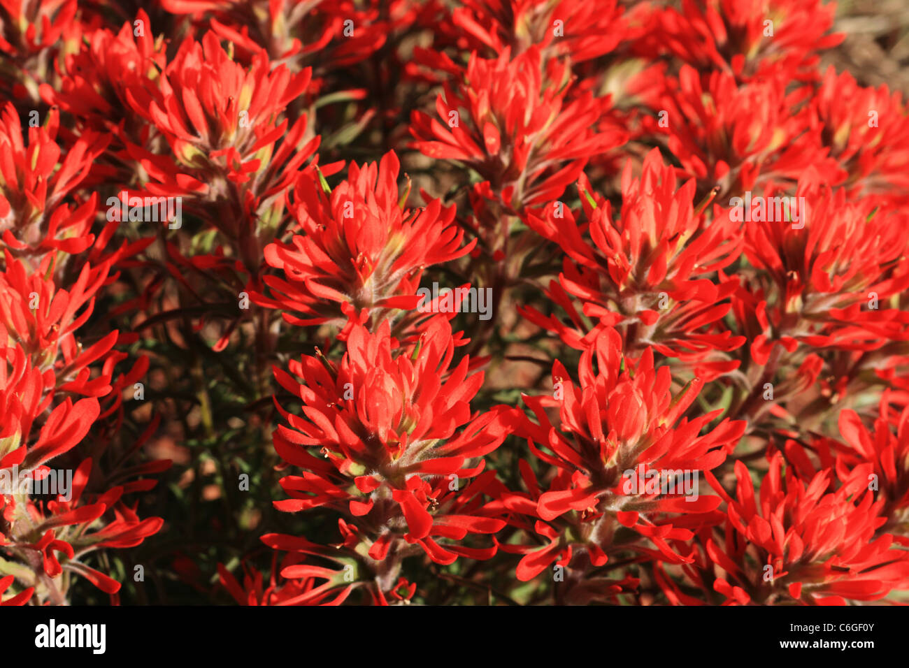 Indian beautiful red flowers hi-res stock photography and images - Alamy