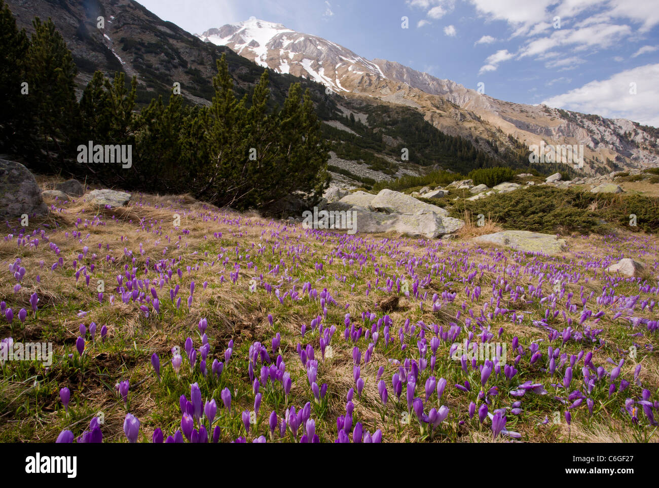 masses of a wild crocus, Crocus veluchensis in the Pirin mountains ...