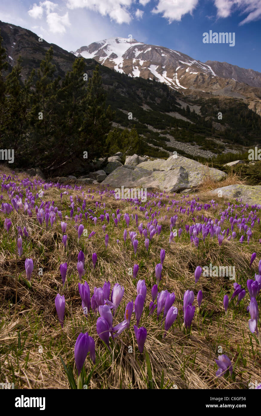 masses of a wild crocus, Crocus veluchensis in the Pirin mountains ...