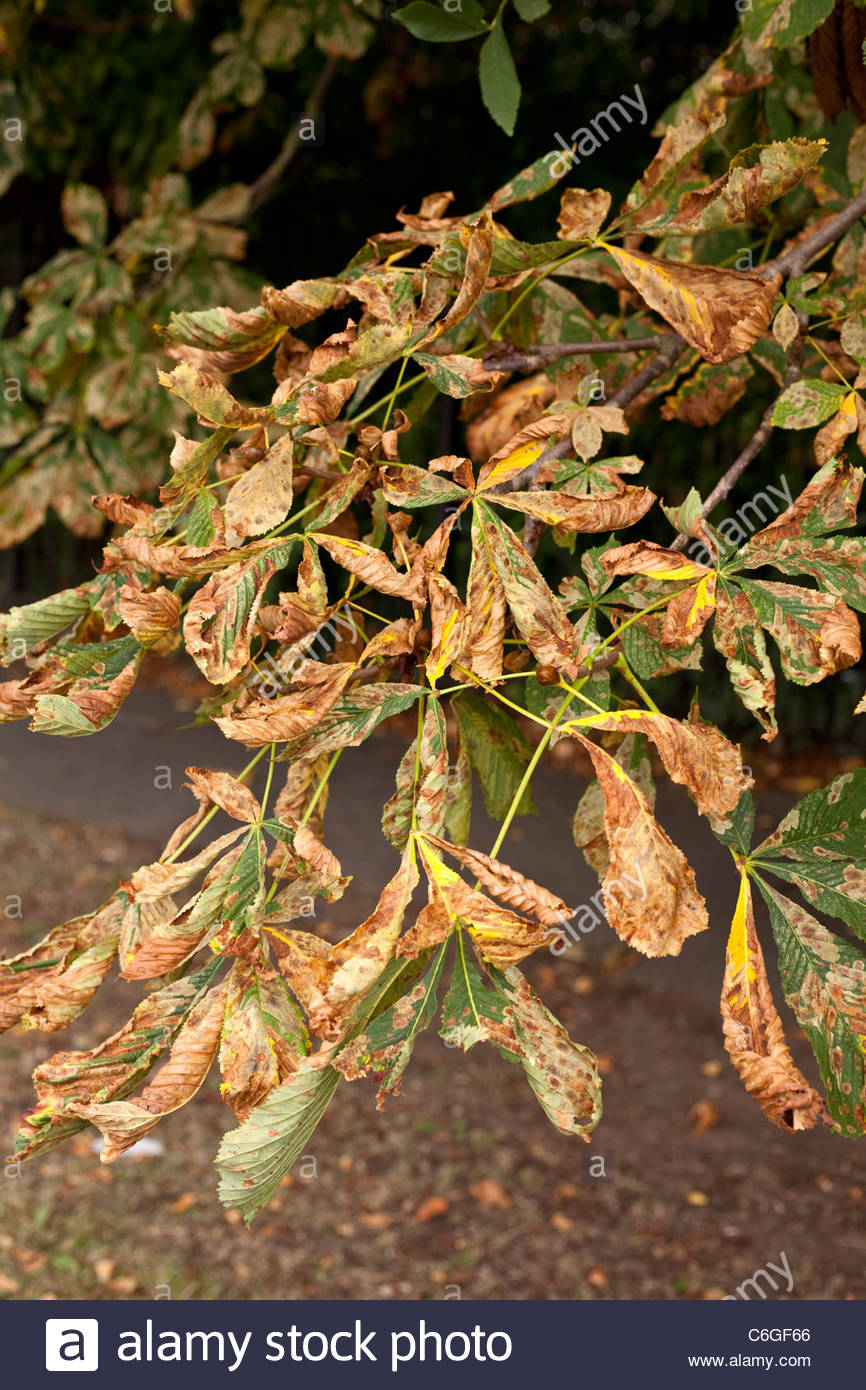 Conker Tree Tree High Resolution Stock Photography and Images - Alamy