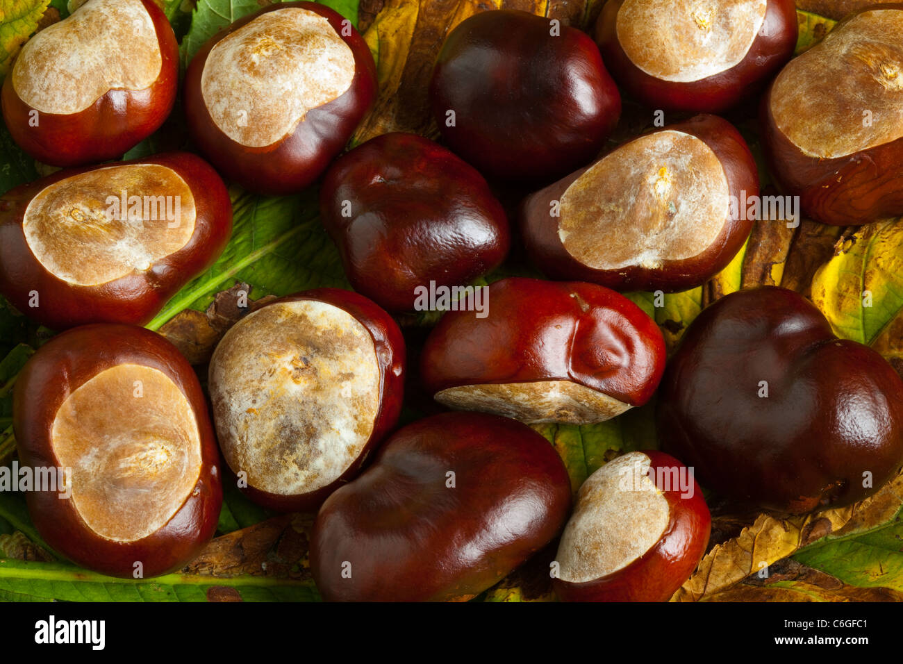 Conkers horse chestnut hi-res stock photography and images - Alamy