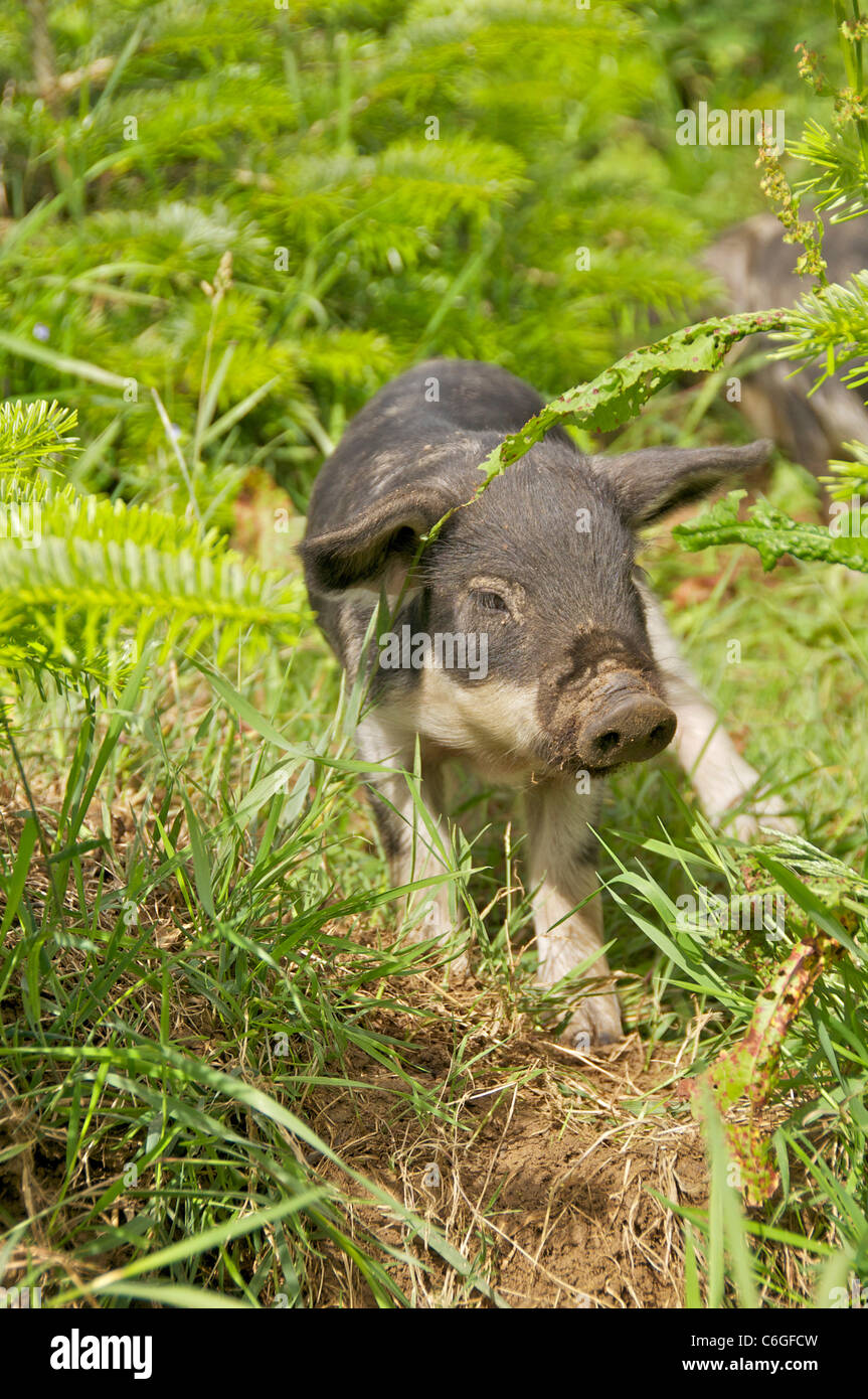 Mangalica pig - piglet - standing Stock Photo - Alamy
