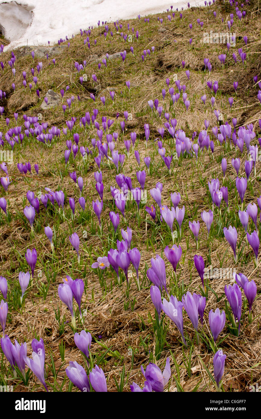 masses of a wild crocus, Crocus veluchensis in the Pirin mountains ...