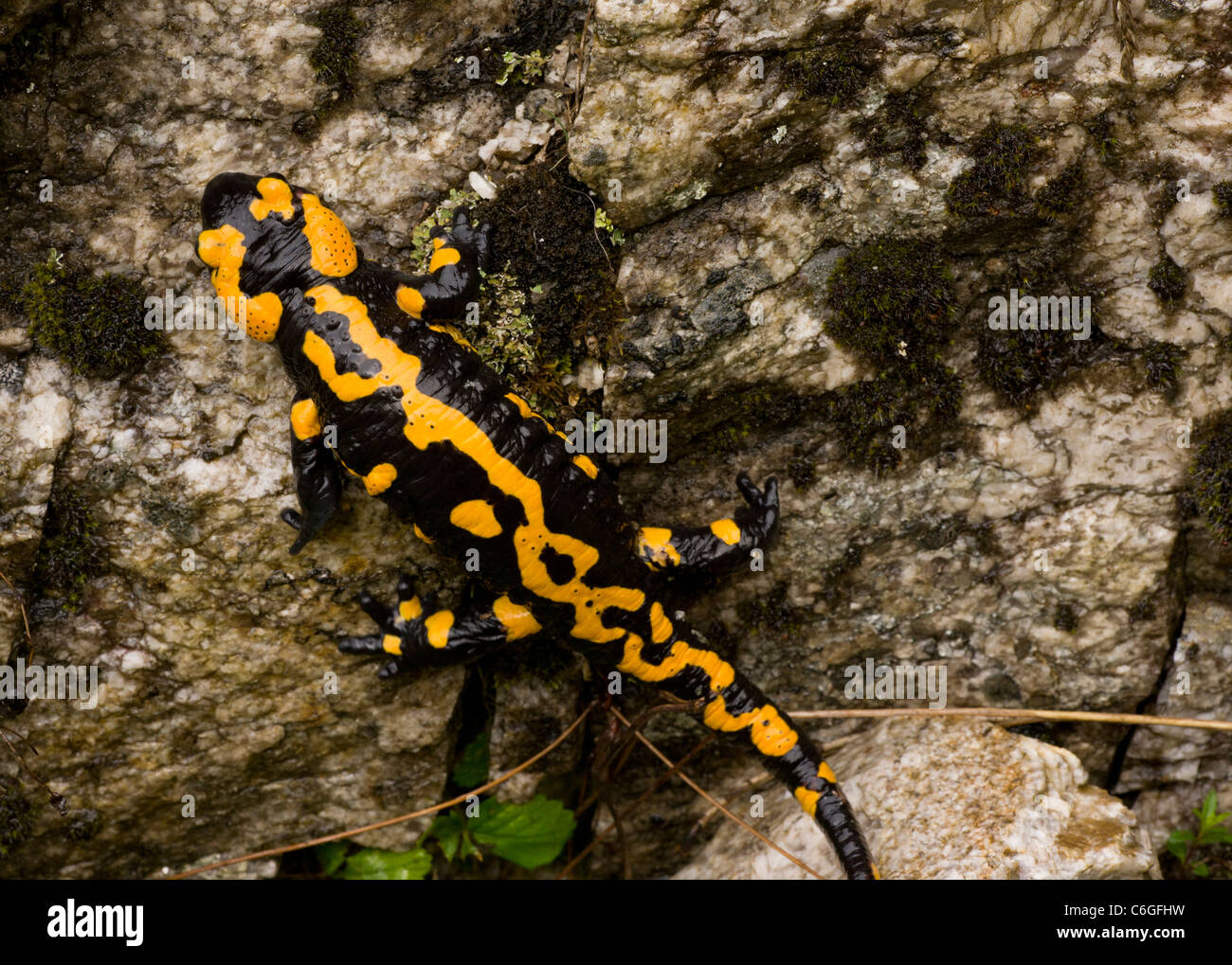 Fire Salamander, Salamandra salamandra, old adult; Pirin National Park ...