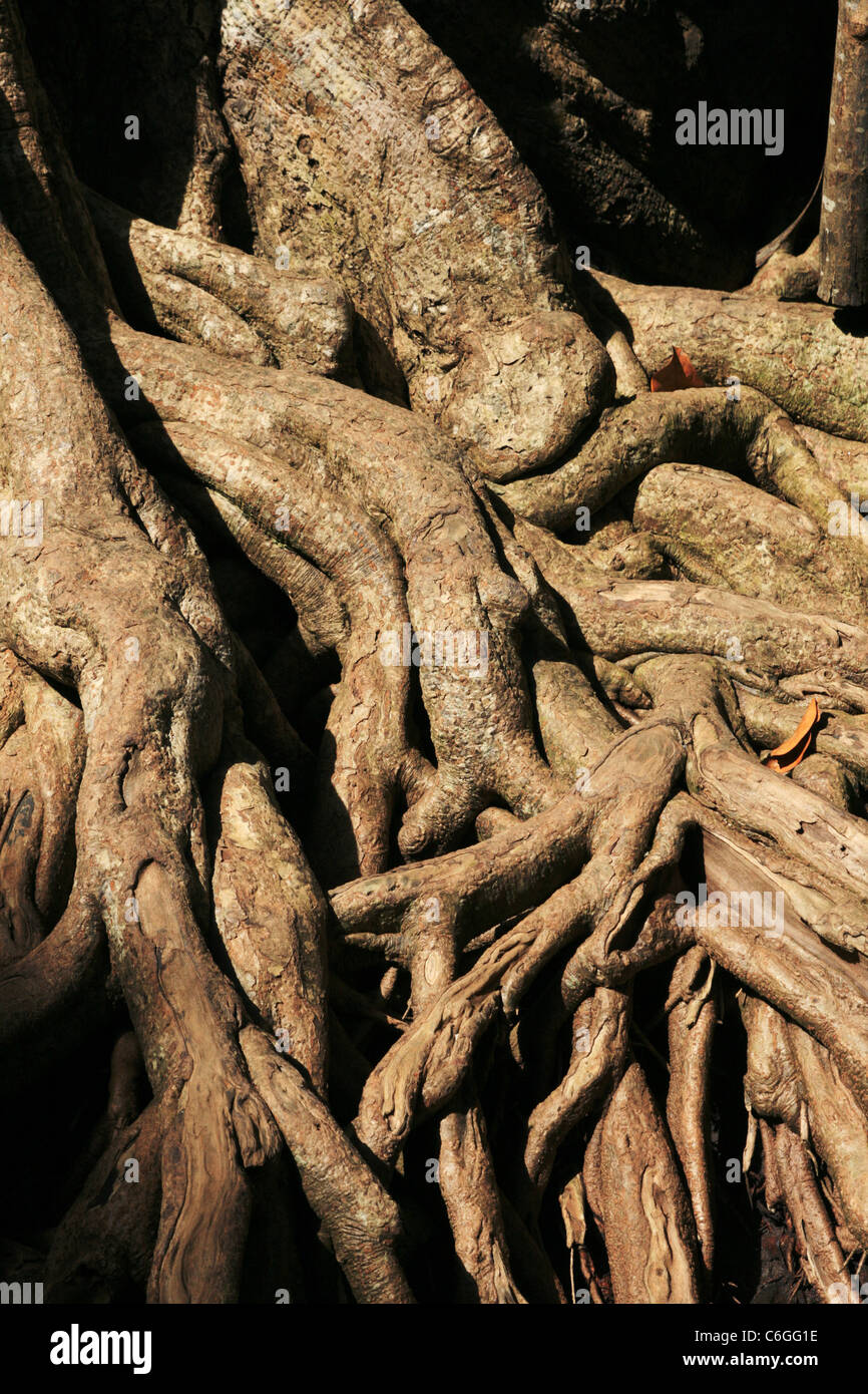 sunlit exposed tree roots with dark shadows Stock Photo - Alamy