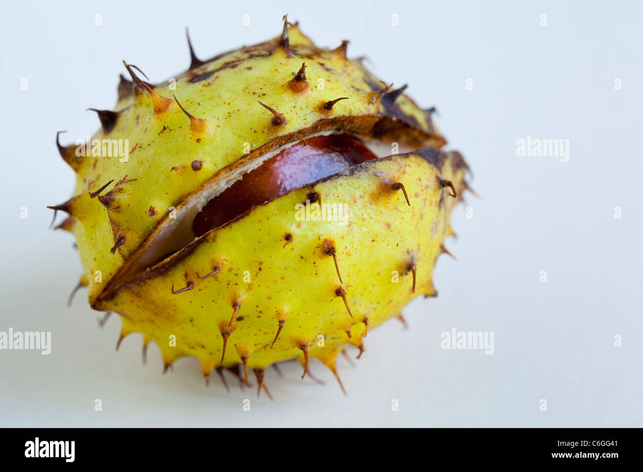 Conker horse chestnut against hi-res stock photography and images - Alamy