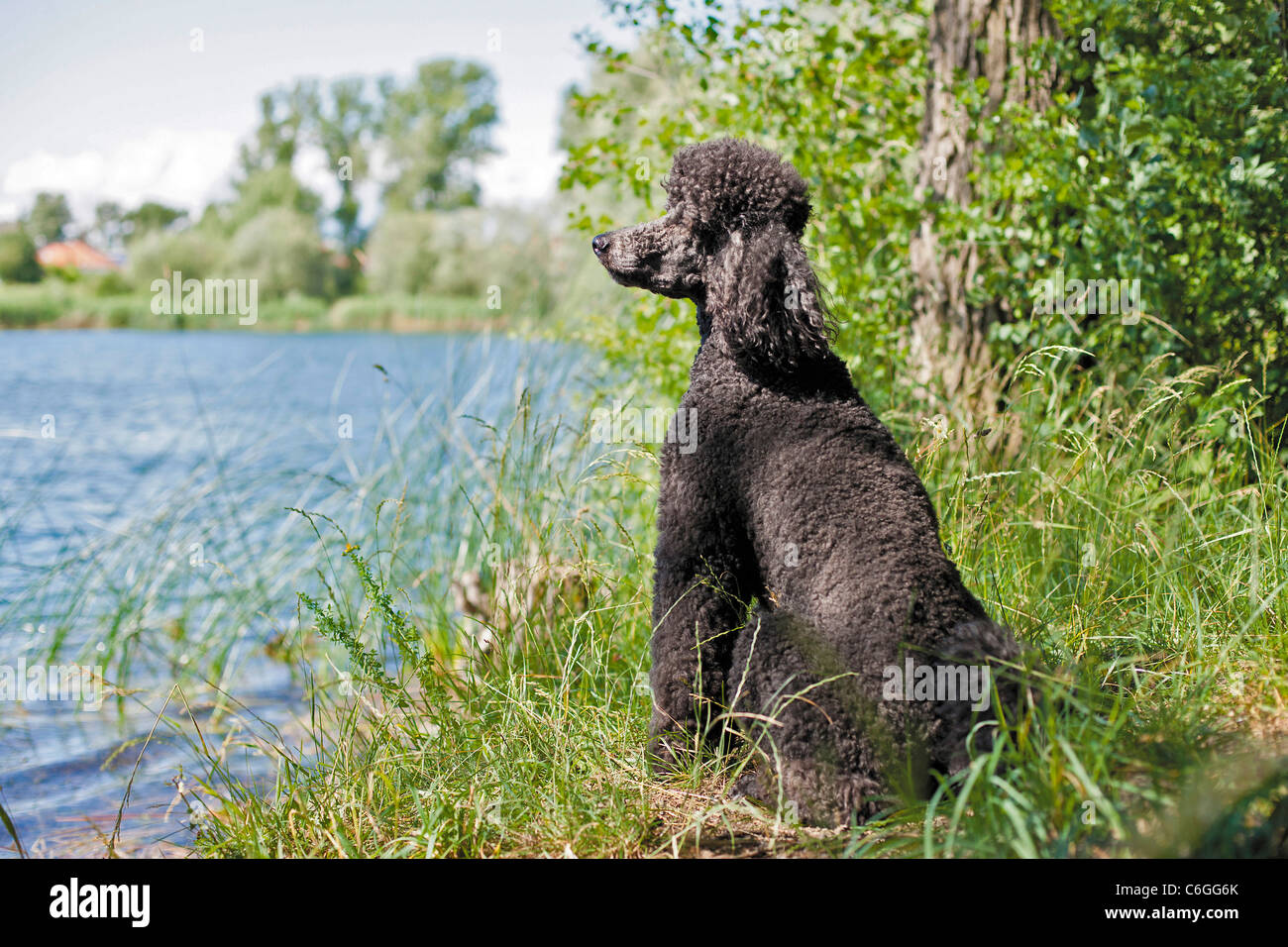 Standard sitting hi-res stock photography and images - Alamy